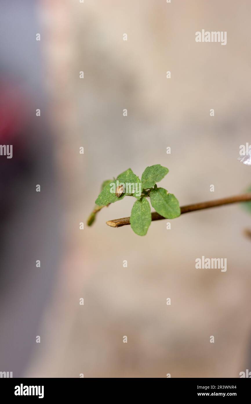 Little leafs of Tulsi on their branches Stock Photo - Alamy