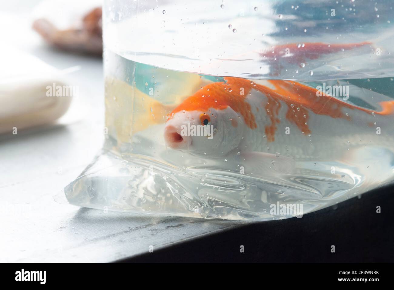 Freshwater plastic pollution hi-res stock photography and images - Alamy