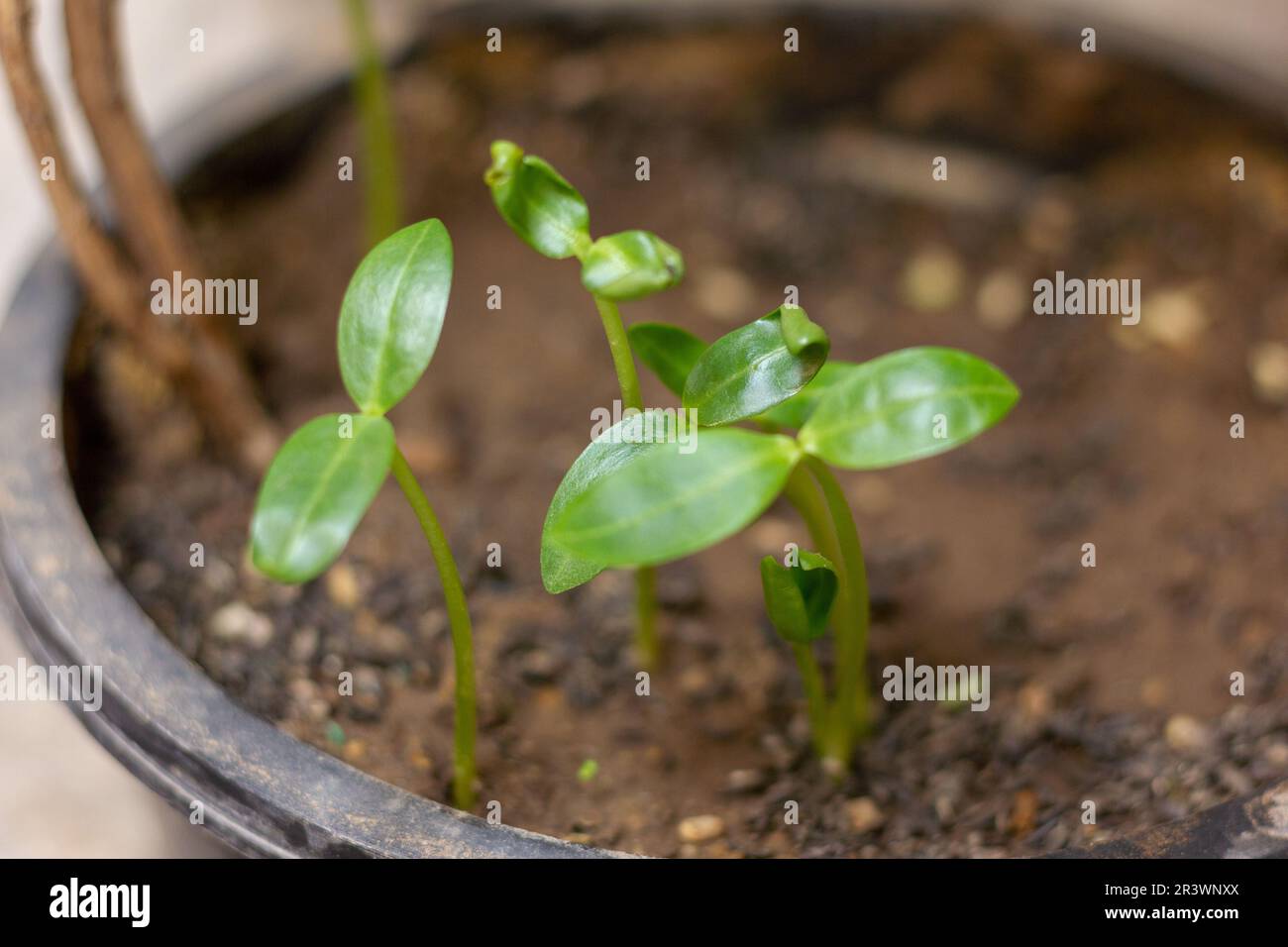 Little plants sprouts from the soil Stock Photo - Alamy