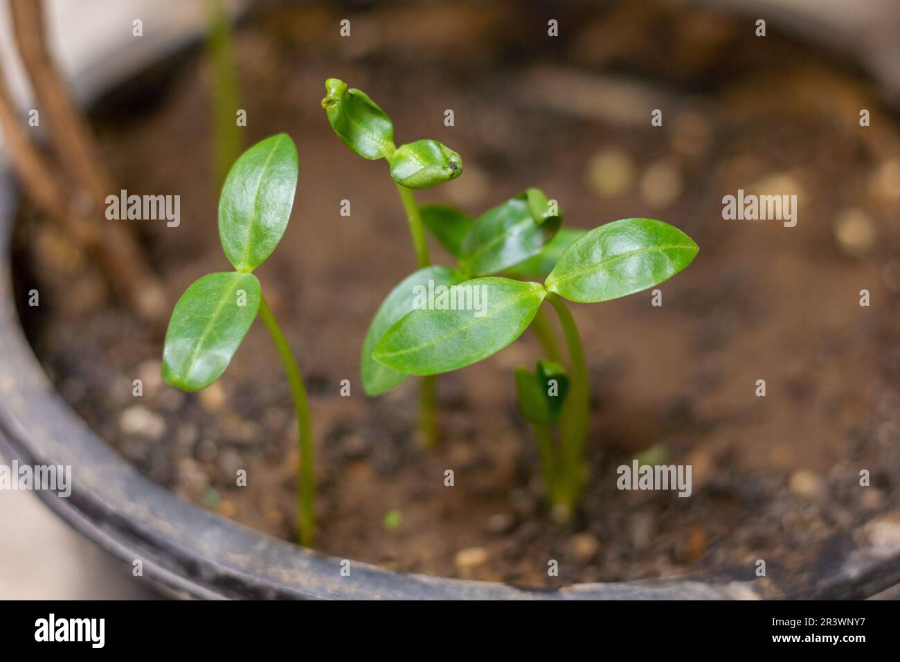 Young seedling sprouts from hi-res stock photography and images - Alamy