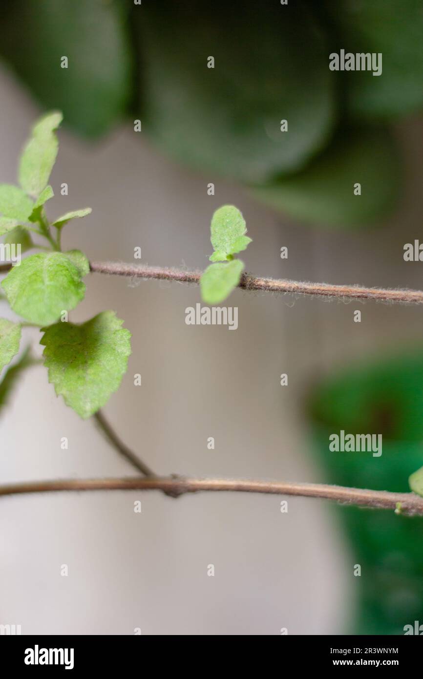 Little leafs of Tulsi on their branches Stock Photo - Alamy