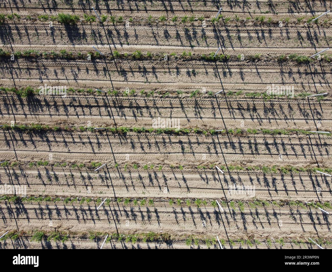 Aerial Modern Garden. aerial top view of an apple orchard planted using ...