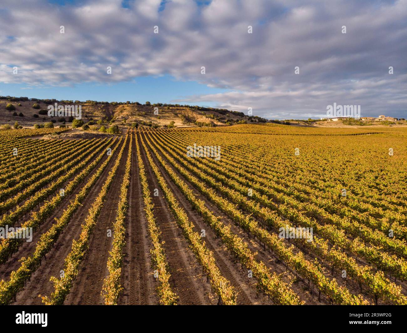 Vines at twilight hi-res stock photography and images - Alamy