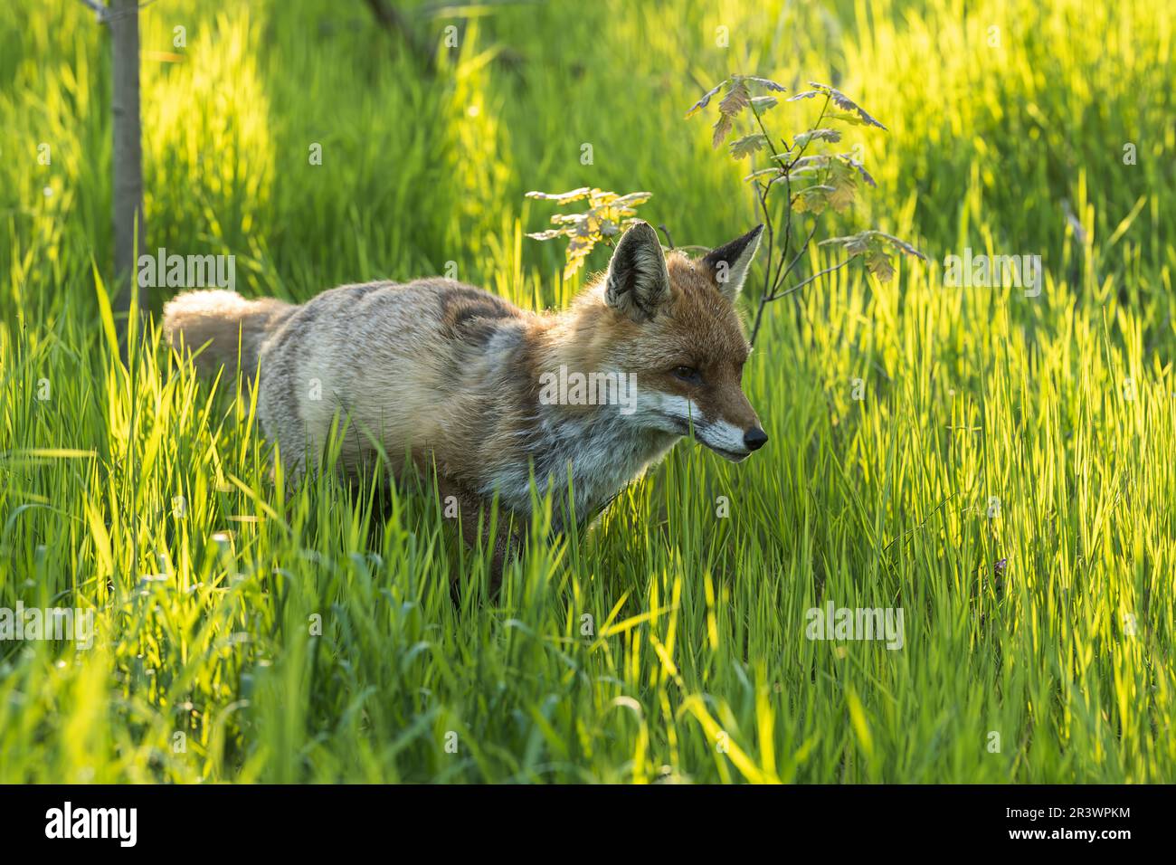 Beautiful male fox in hi-res stock photography and images - Alamy