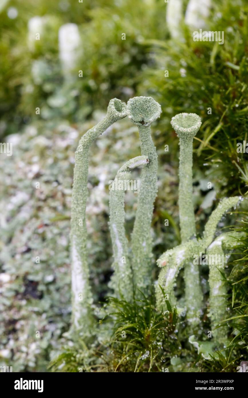 The trumpet cup lichen hi-res stock photography and images - Alamy