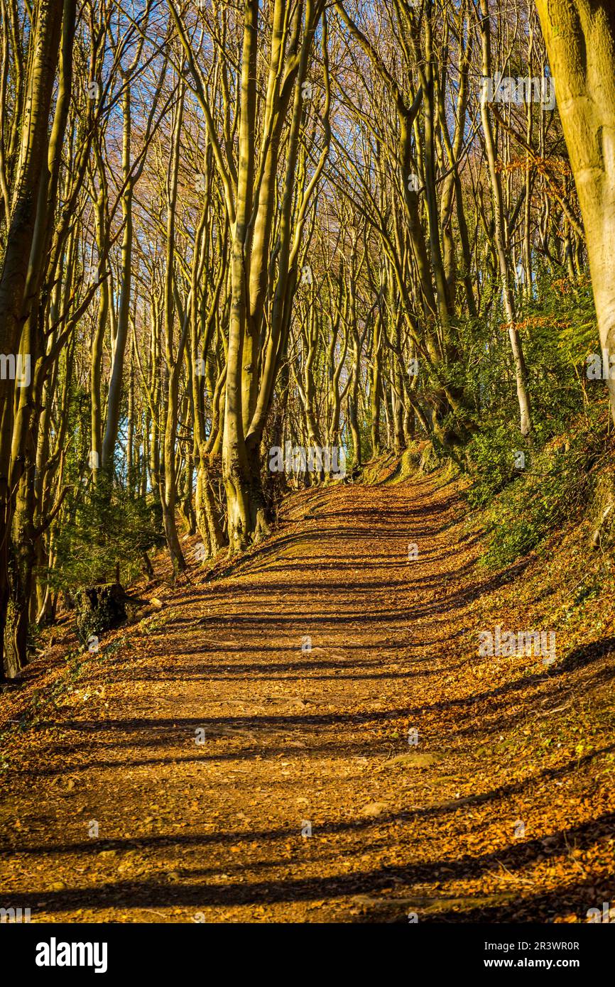 Woodland avenue on Cranhm Common, Gloucestershire Stock Photo - Alamy