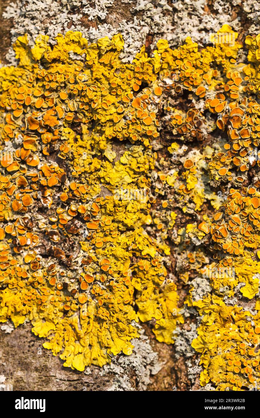 Yellow tree lichens on a tree bark Stock Photo - Alamy