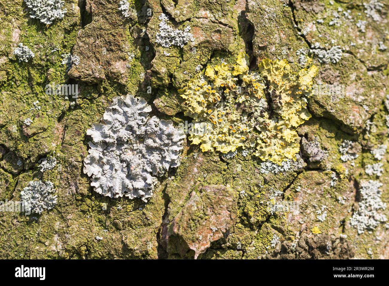 Yellow tree lichens on a tree bark, Germany Stock Photo - Alamy
