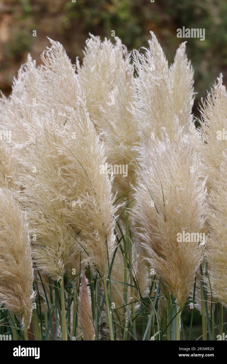 Cortaderia selloana, Pampas grass, Germany Stock Photo - Alamy