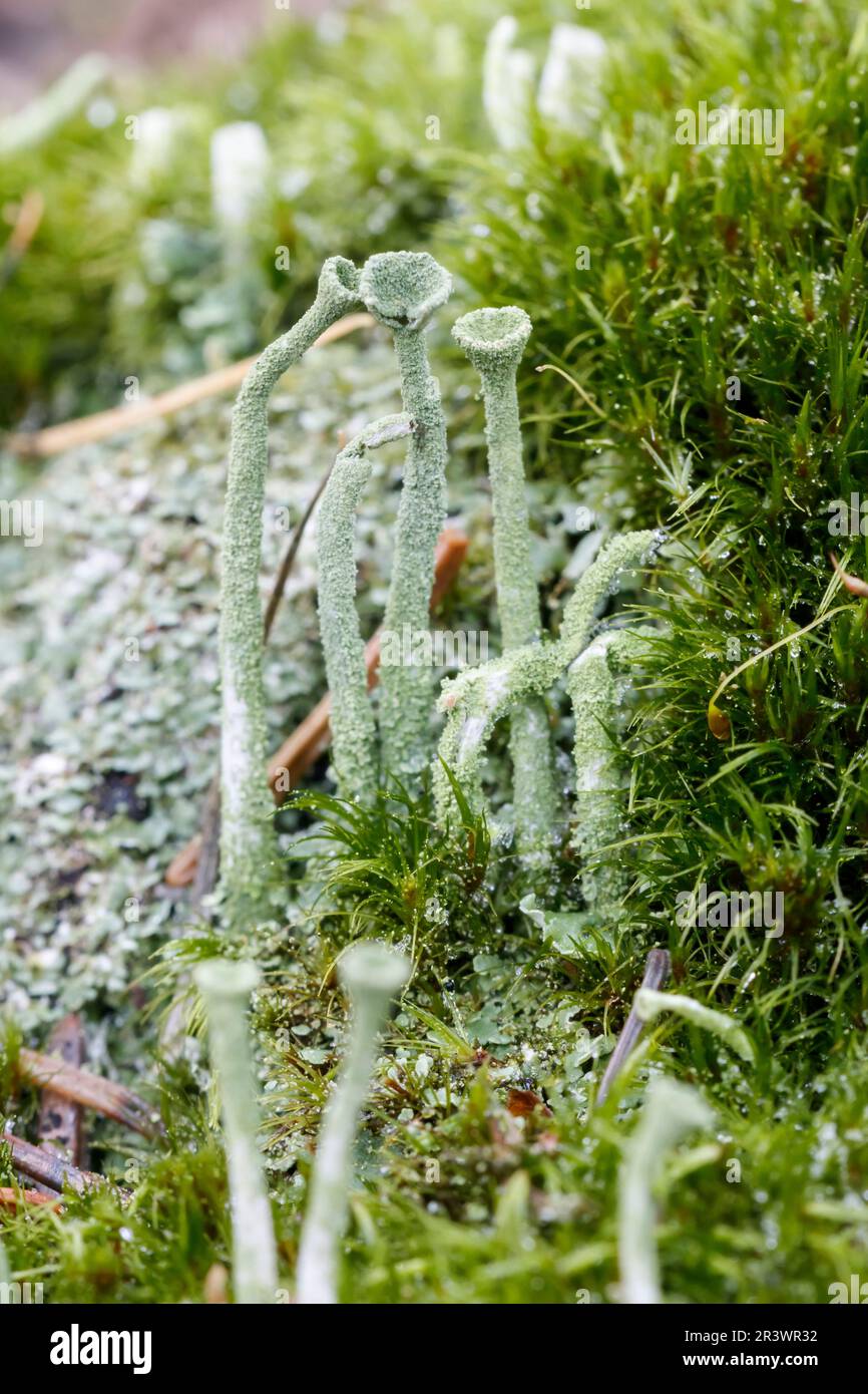 The trumpet cup lichen hi-res stock photography and images - Alamy