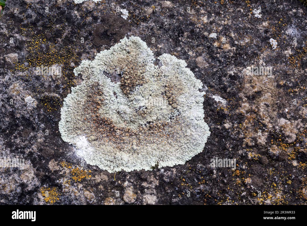 Steinflechten hi-res stock photography and images - Alamy