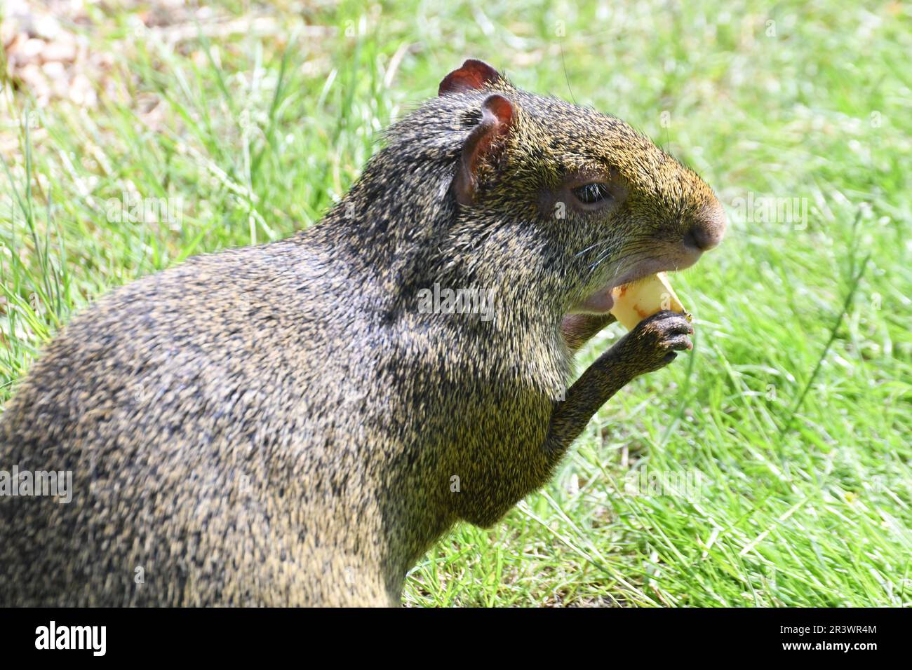 Shepreth Wildlife Park, Cambridgeshire, UK Stock Photo - Alamy