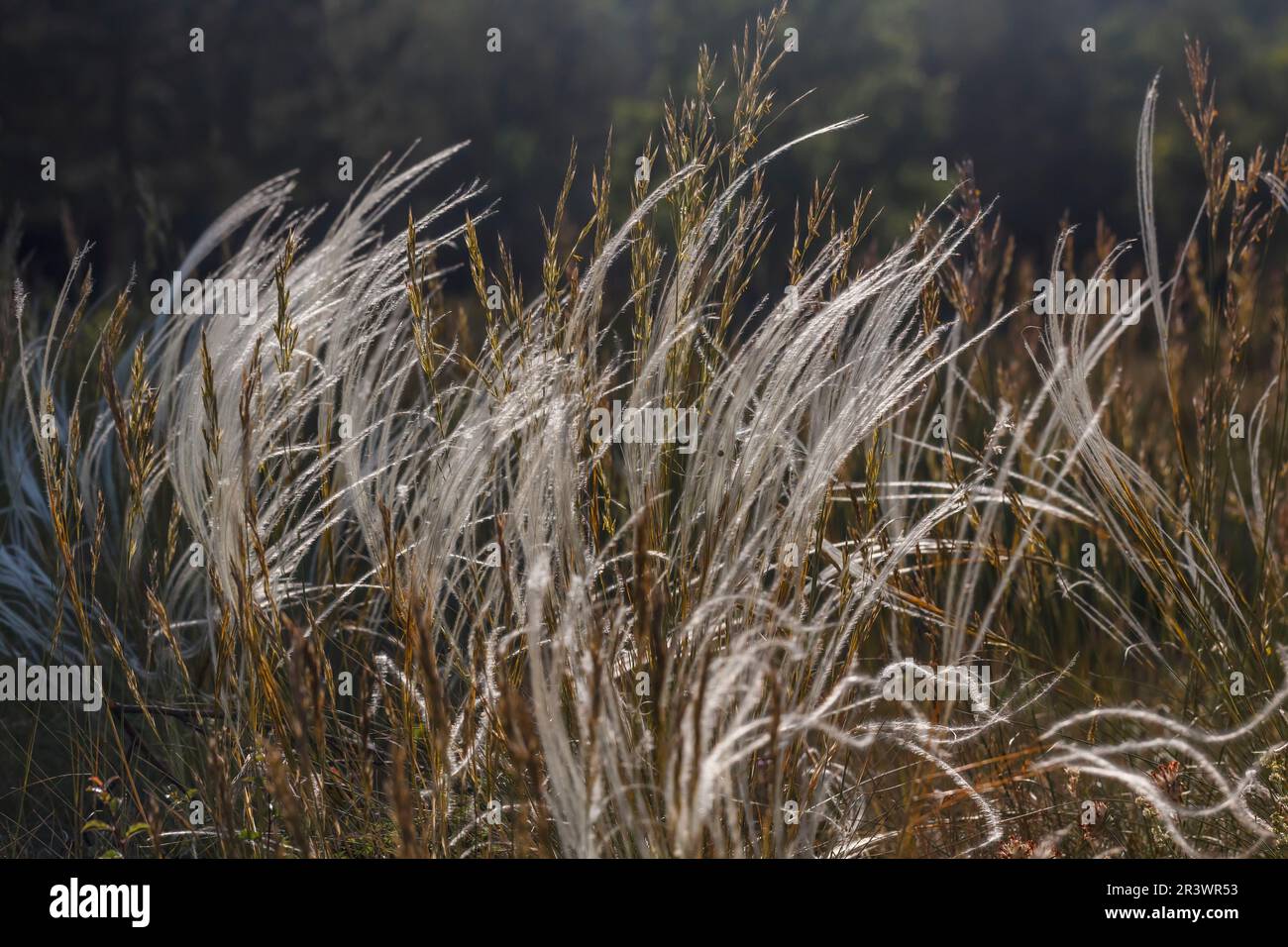 Stipa grasses from Provence, Feather grass, Needle grass, Speare grass ...