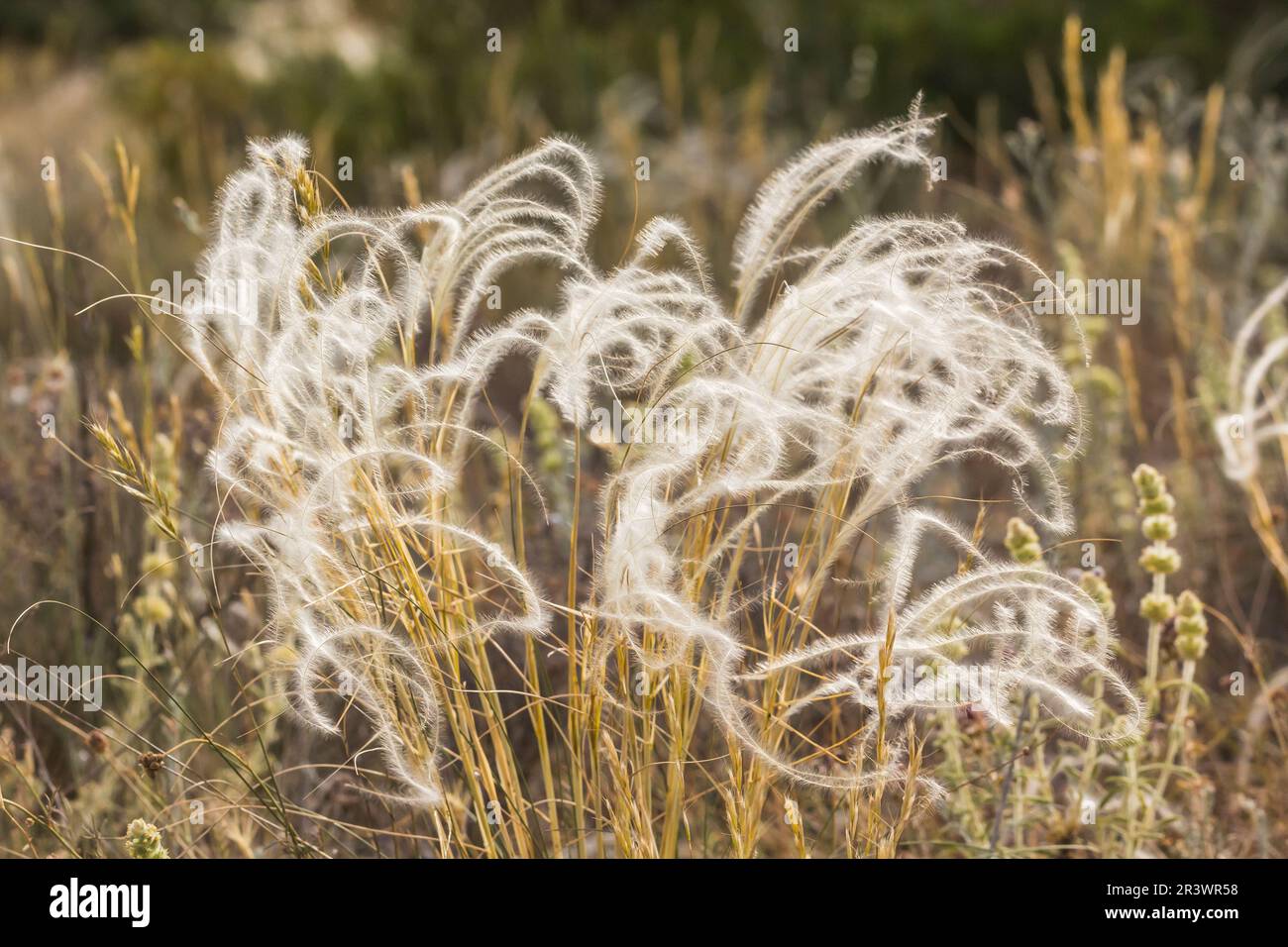 Stipa grasses from Provence, Feather grass, Needle grass, Speare grass ...