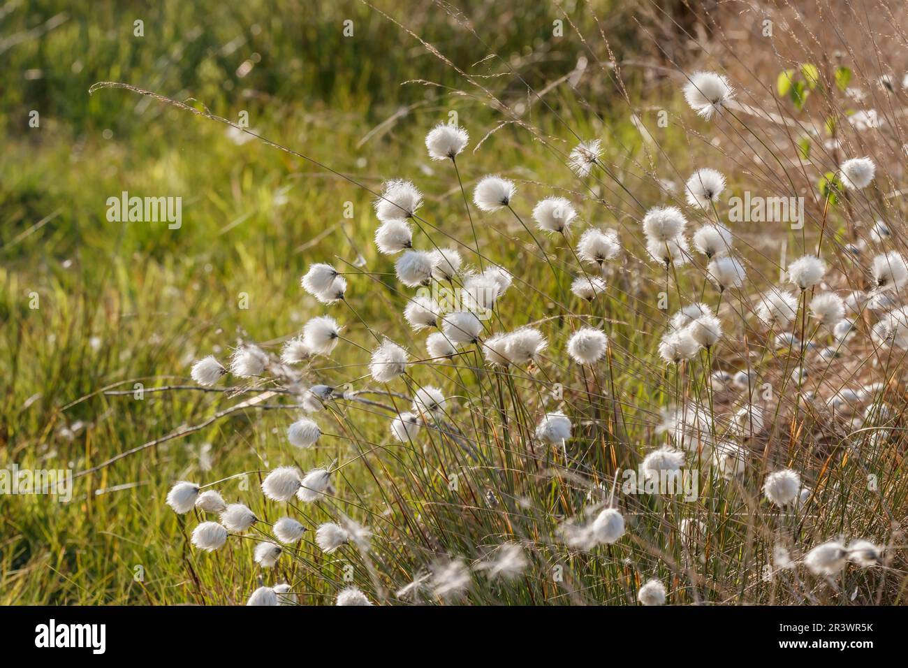 Eriophorum vaginatum, Hare's-tail cottongrass, Tussock cottongrass ...