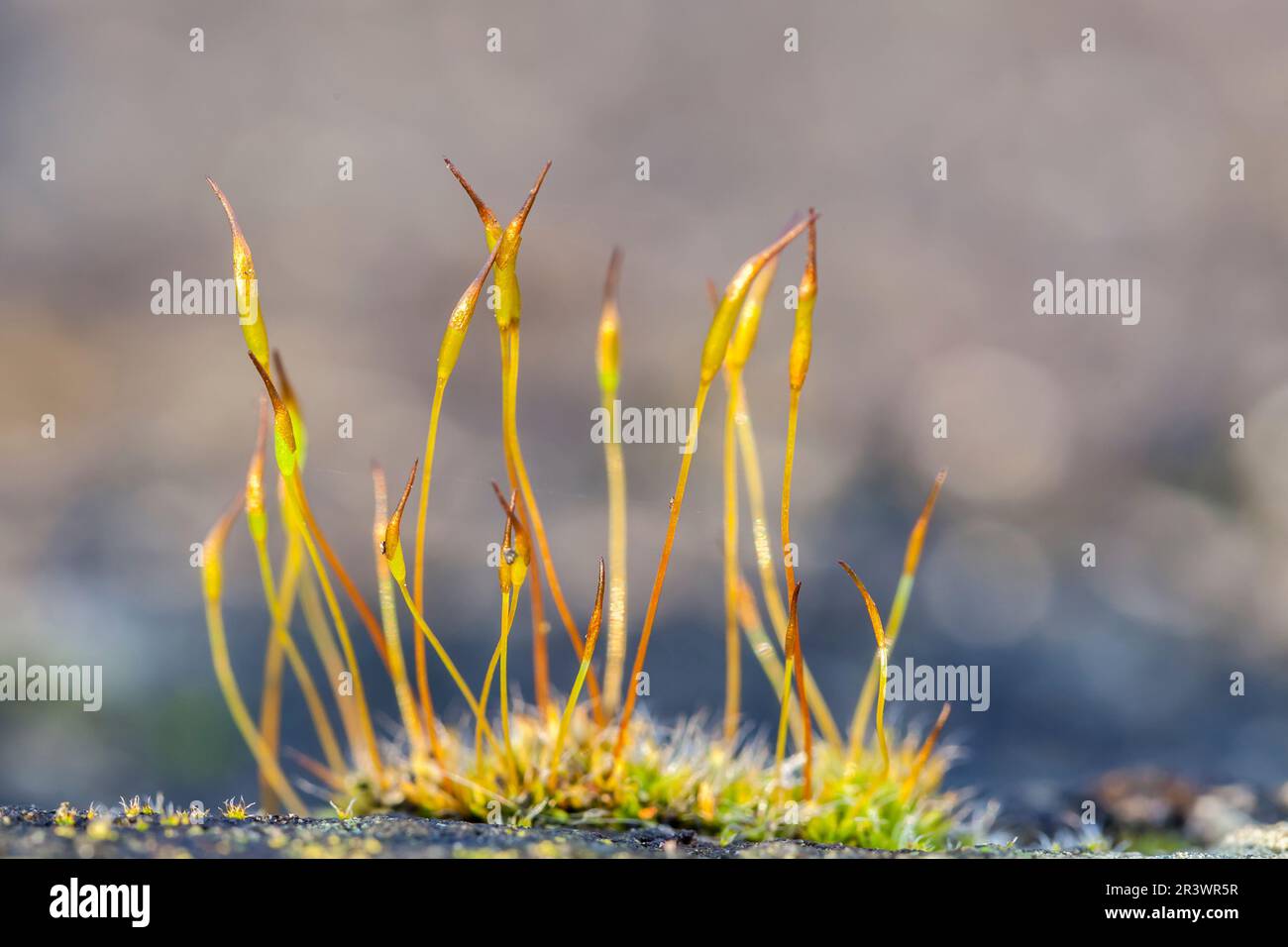Rhynchostegium murale, Wall moss on an old stone wall Stock Photo - Alamy