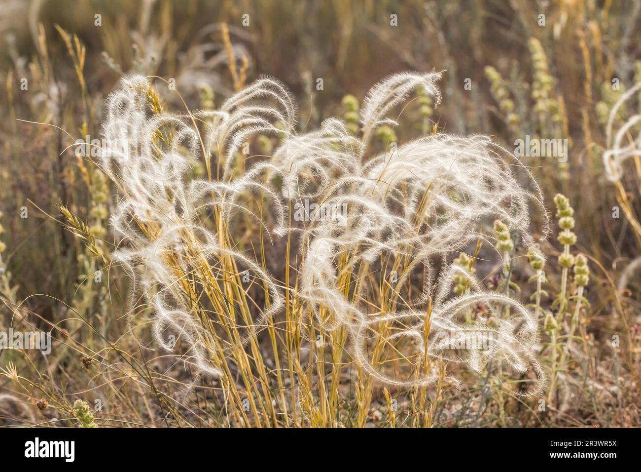 Stipa grasses from Provence, Feather grass, Needle grass, Speare grass ...