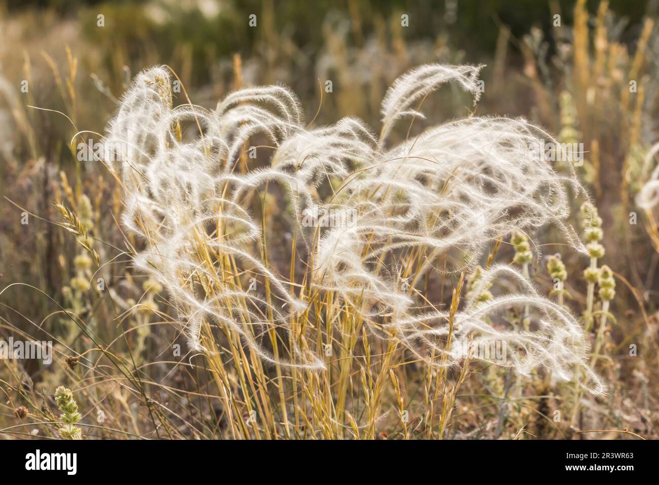 Speare grass hi-res stock photography and images - Alamy