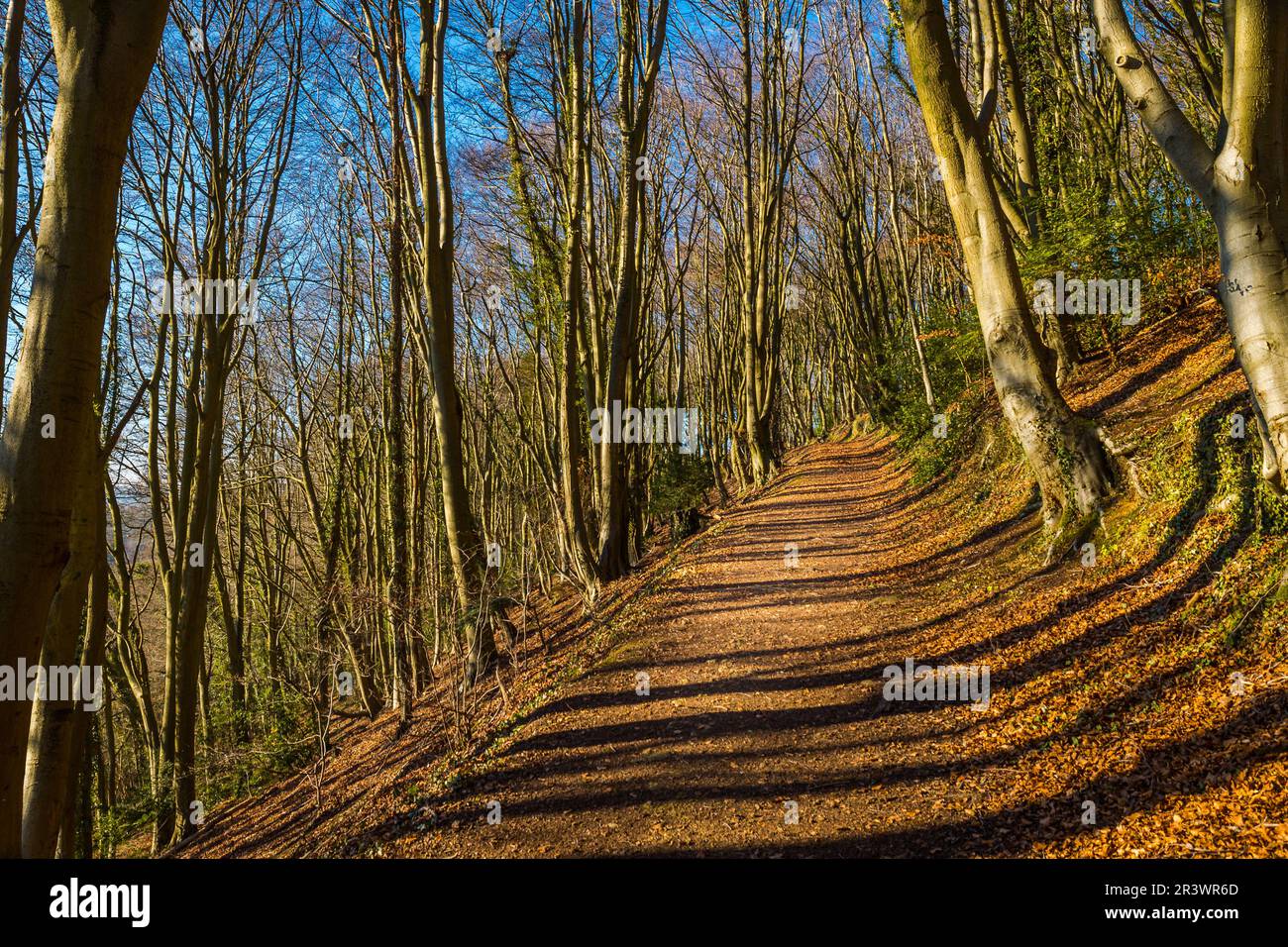 Woodland avenue on Cranhm Common, Gloucestershire Stock Photo - Alamy