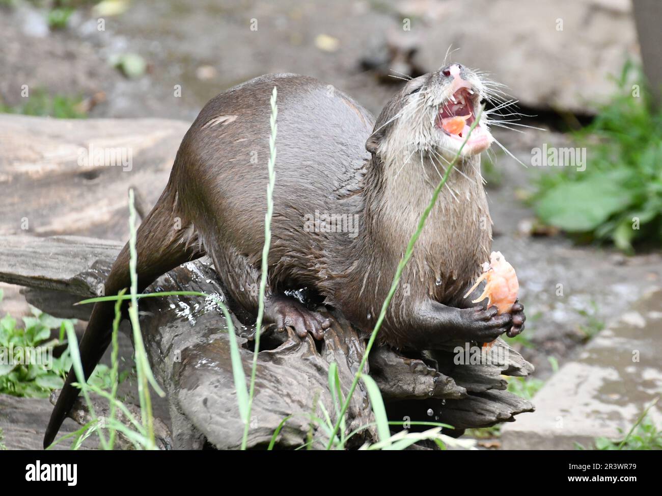Otter eating at Shepreth Wildlife Park, Cambridgeshire, UK Stock Photo ...