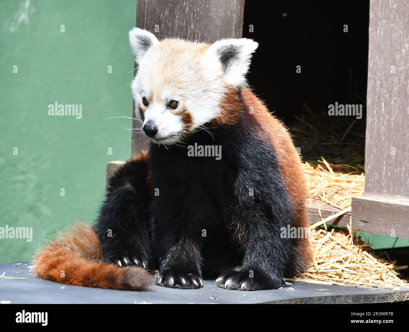 Red Panda at Shepreth Wildlife Park, Cambridgeshire, UK Stock Photo - Alamy Red Panda at Shepreth Wildlife Park, Cambridgeshire, UK Stock Photo - Alamy