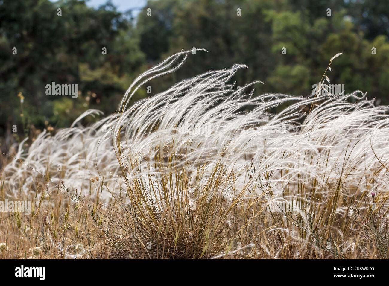Stipa grasses from Provence, Feather grass, Needle grass, Speare grass ...