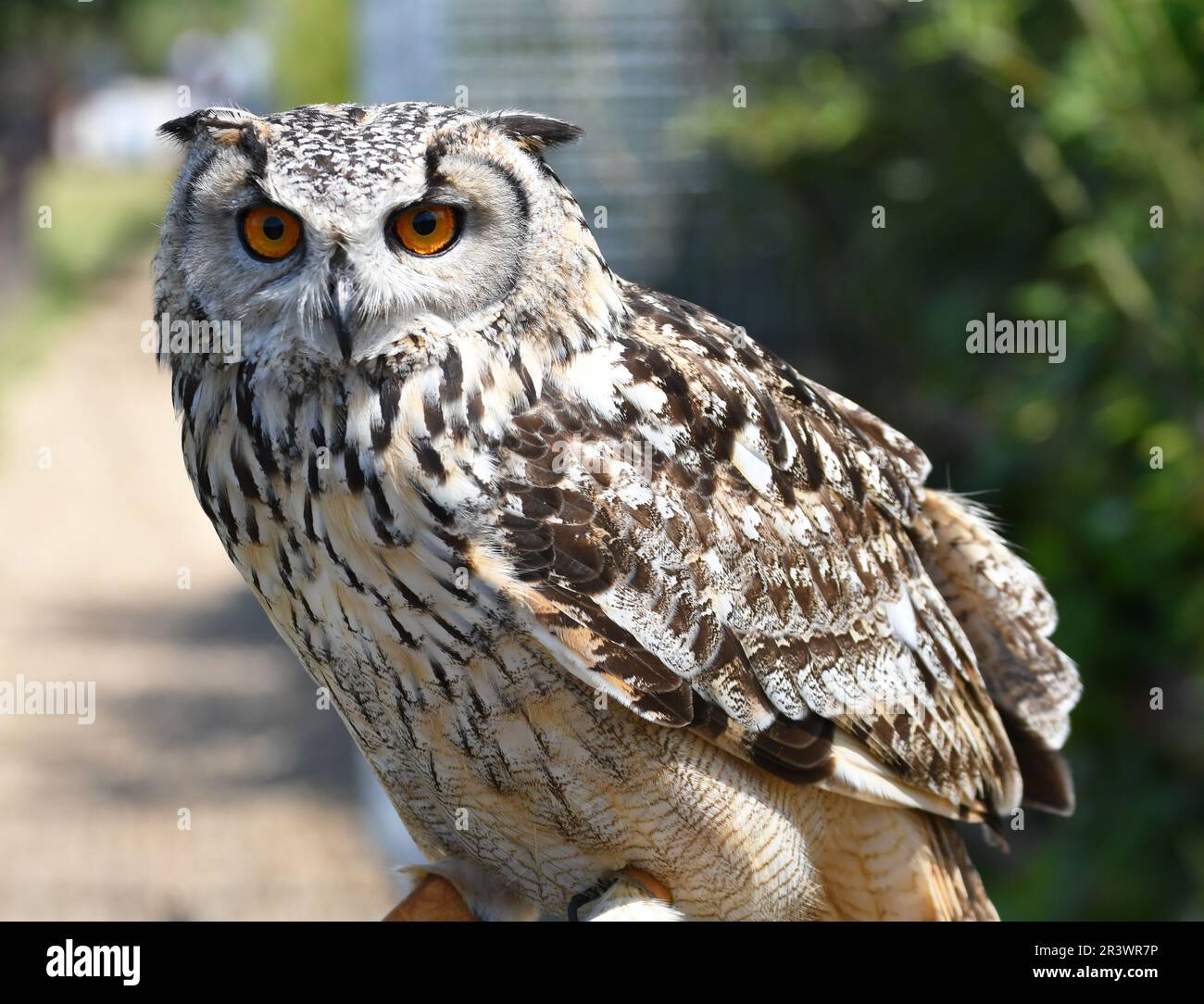 Eagle Owl at Shepreth Wildlife Park, Cambridgeshire, UK Stock Photo - Alamy