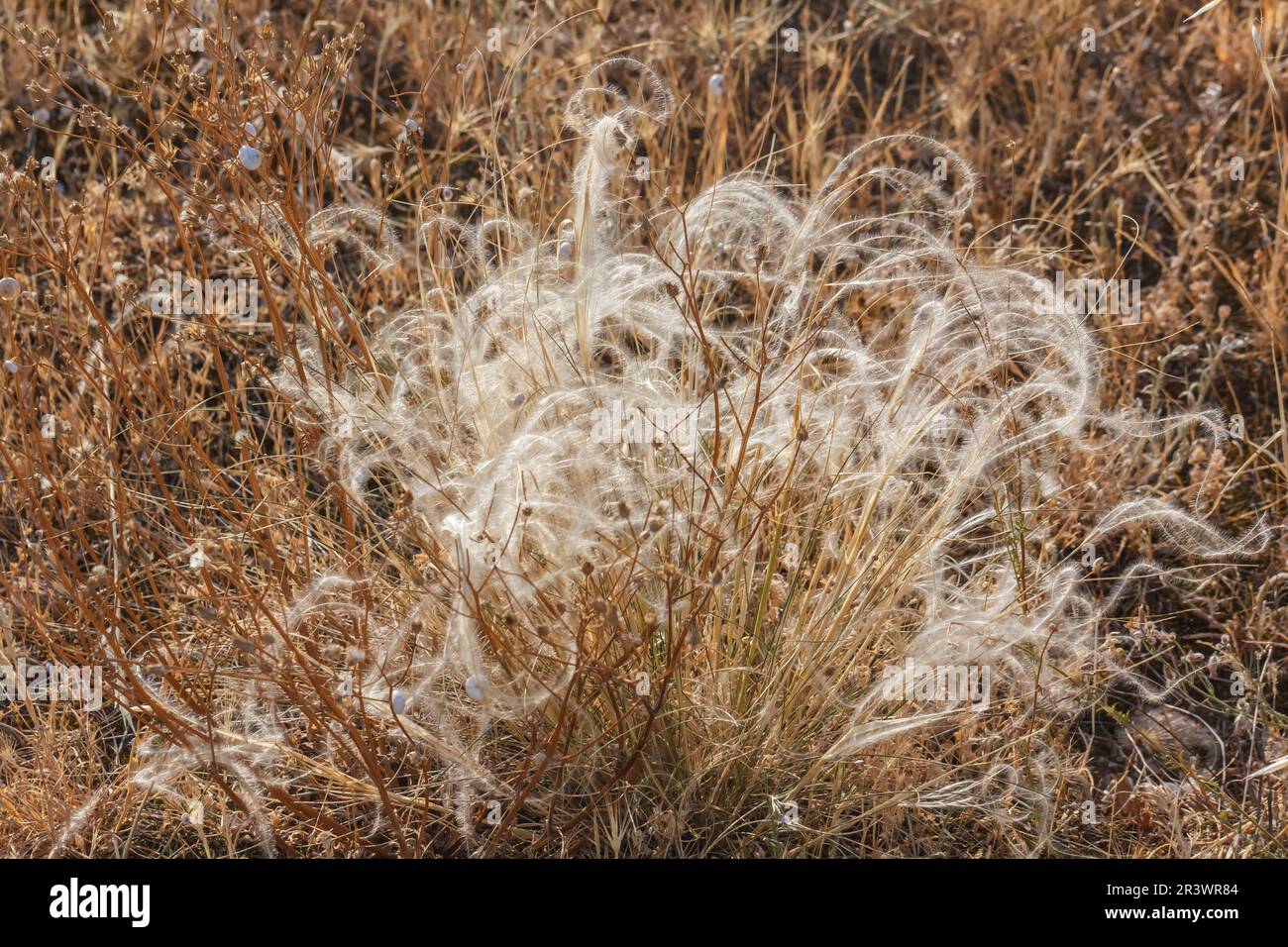 Stipa grasses from Provence, Feather grass, Needle grass, Speare grass ...