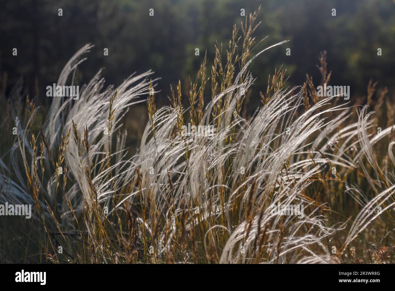 Stipa grasses from Provence, Feather grass, Needle grass, Speare grass ...