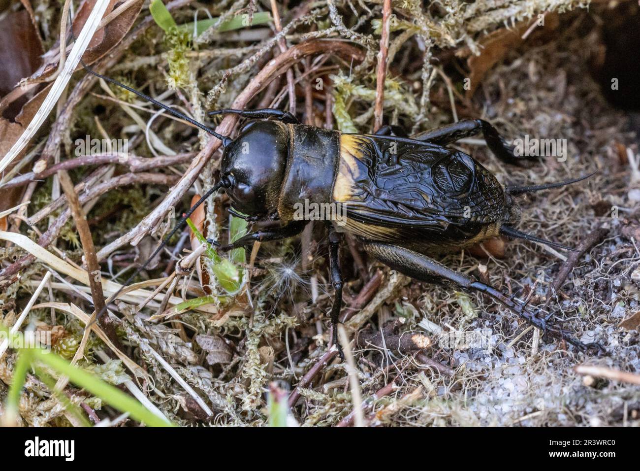 Field Cricket (Gryllus campestris, Gryllidae) at the entrance to its ...
