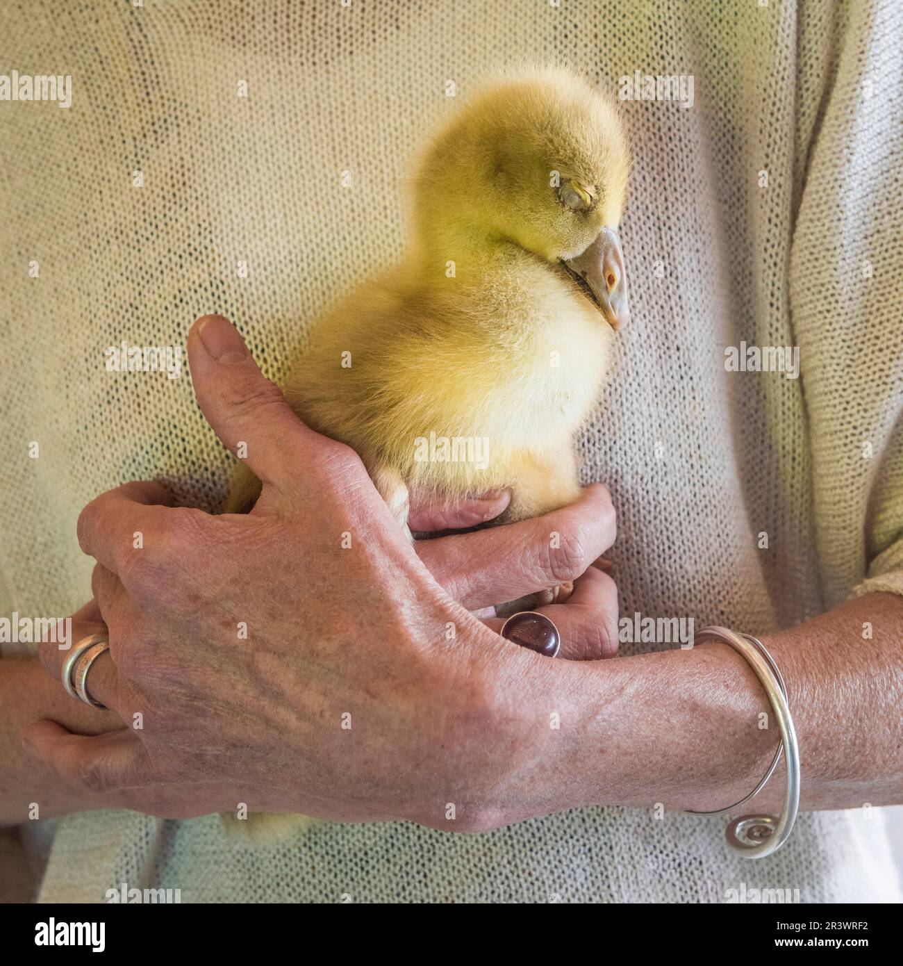 Closeup of a woman's hands holding a very young sleeping pet gosling ...