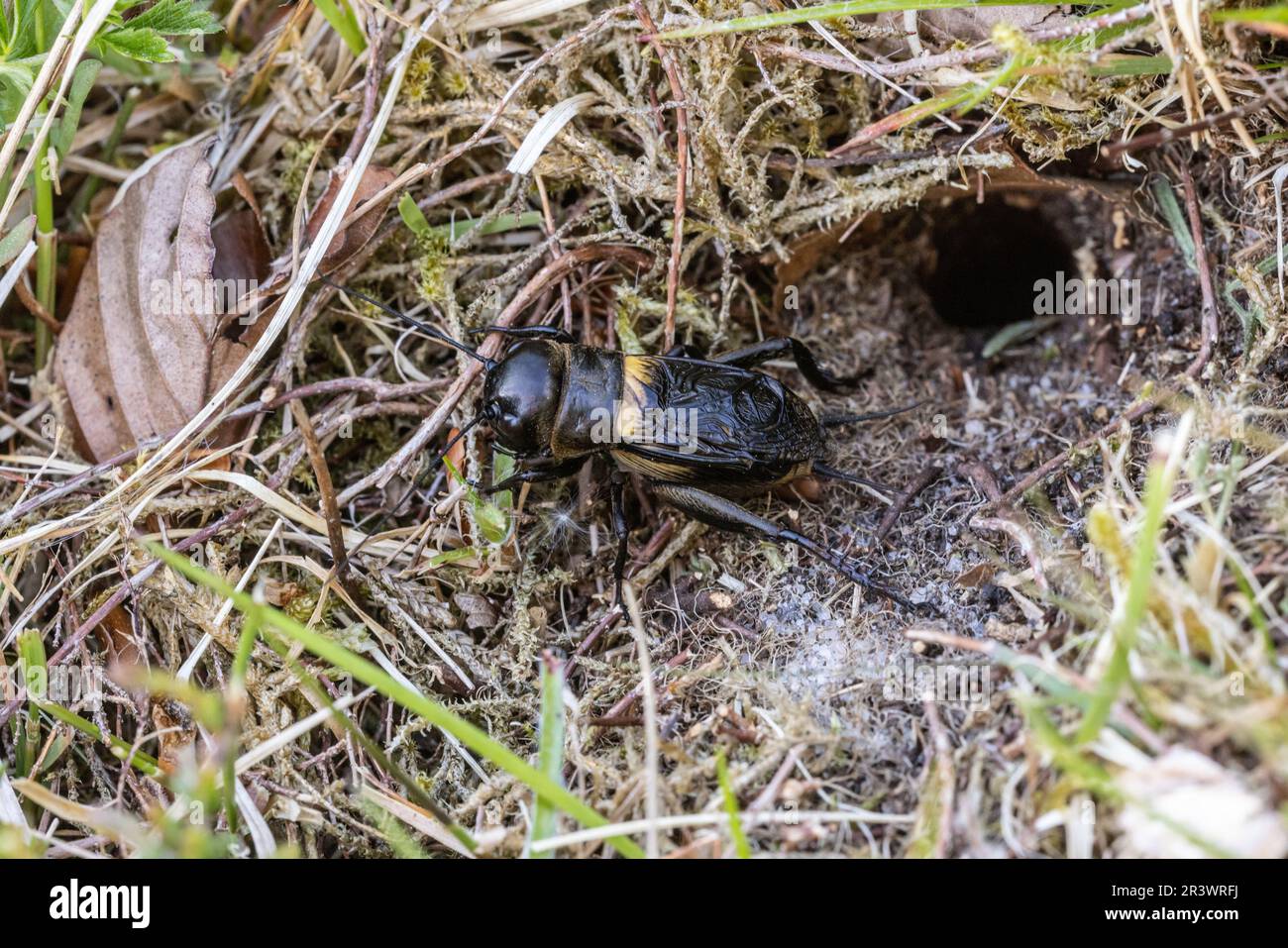 Field Cricket (Gryllus campestris, Gryllidae) at the entrance to its ...