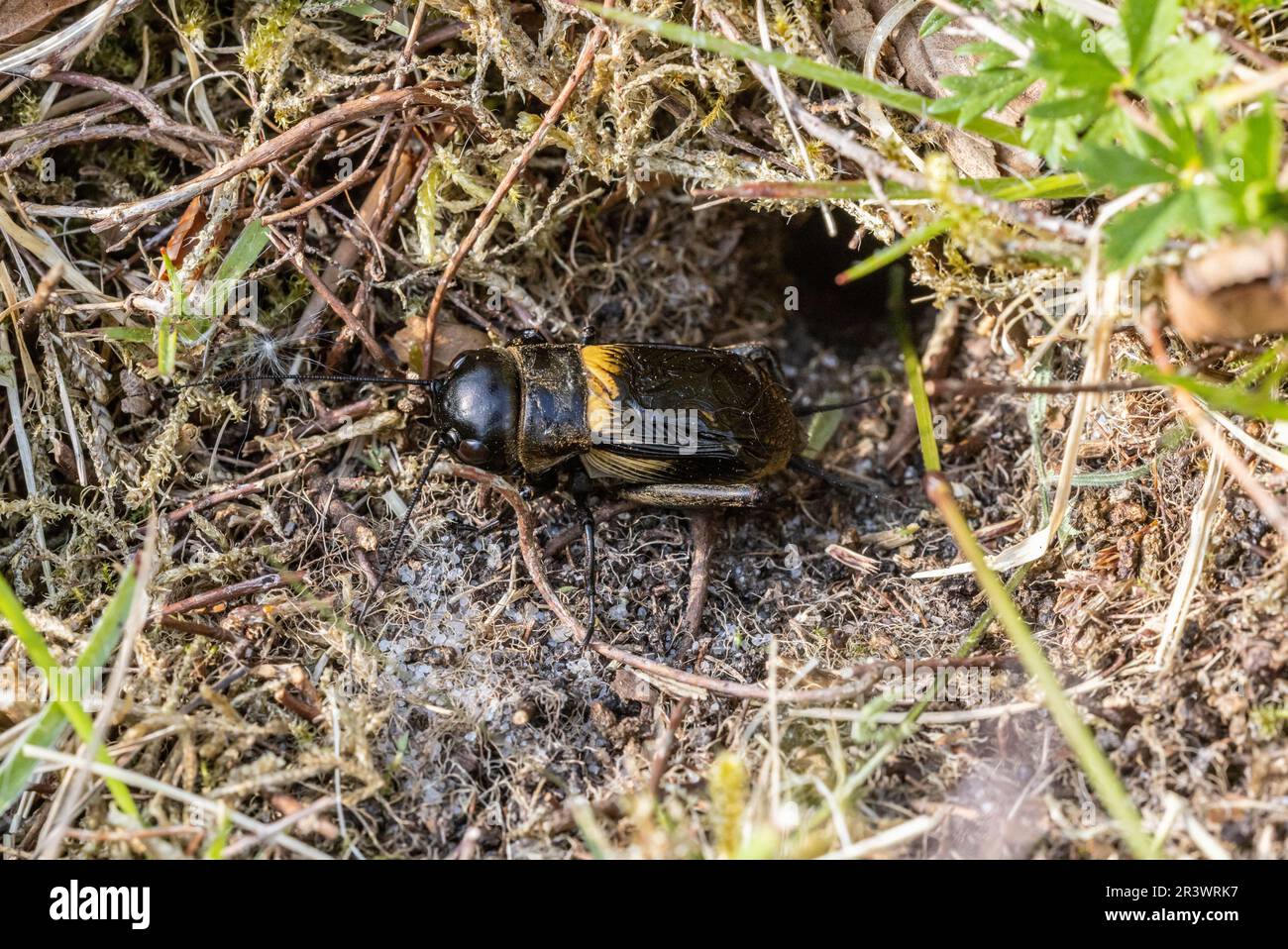 Field Cricket (Gryllus campestris, Gryllidae) at the entrance to its ...