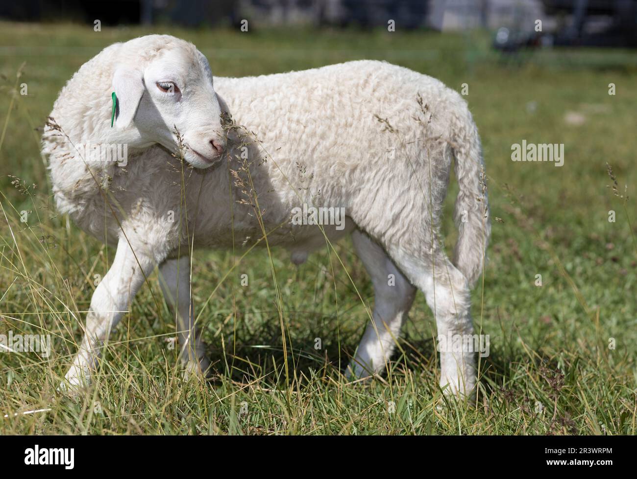 Lamb smelling some tall grass on a green field before eating Stock ...