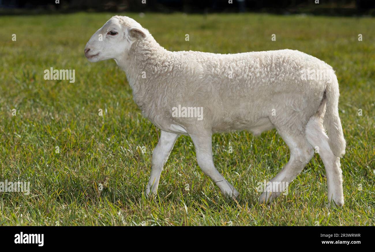 Proud white Katahdin sheep lamb walking across a green pasture Stock ...