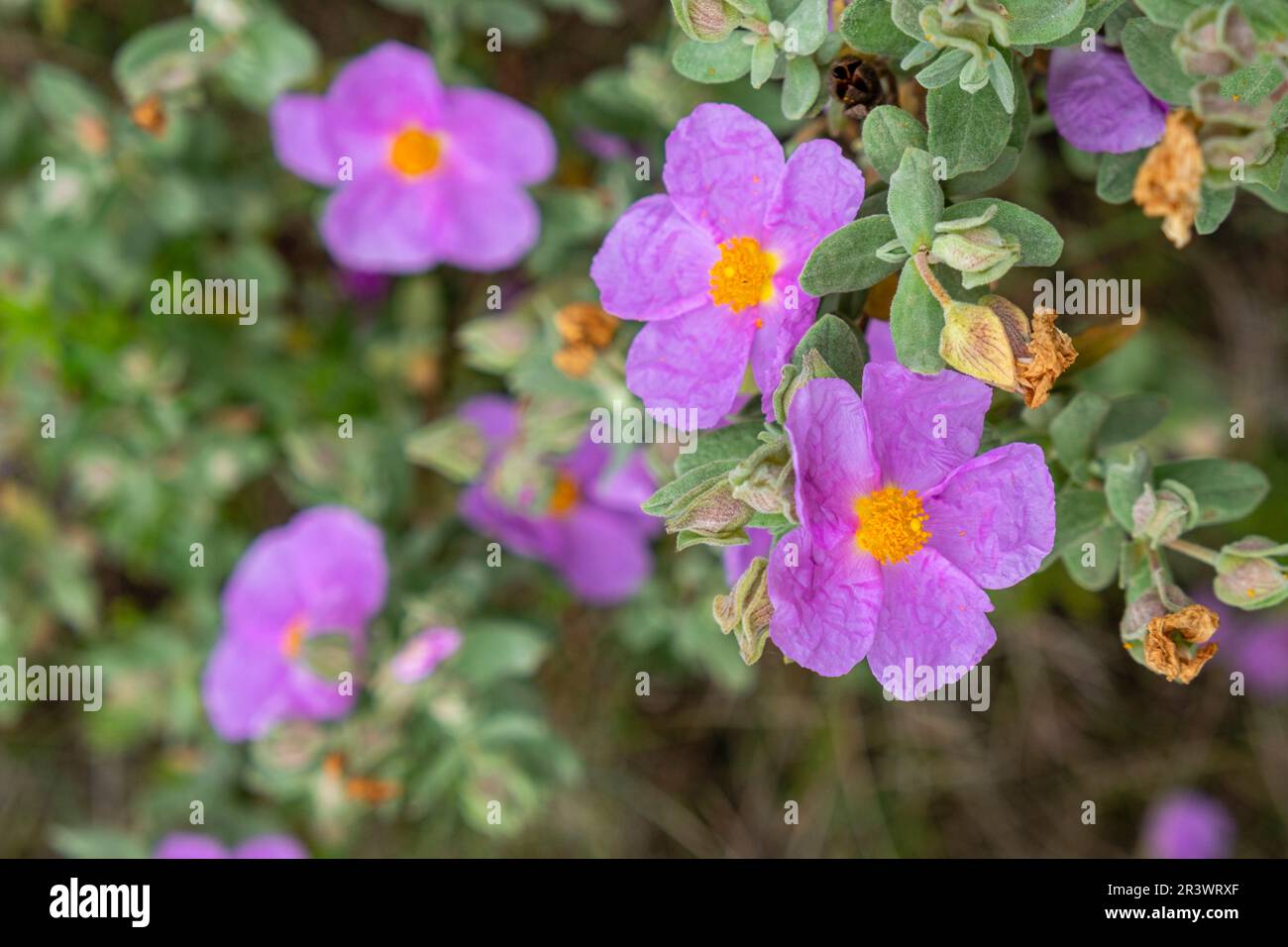 Rockrose flora hi-res stock photography and images - Alamy