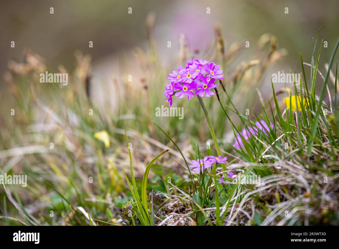 Primula farinosa or the bird's-eye primrose pink flowers in the swiss ...