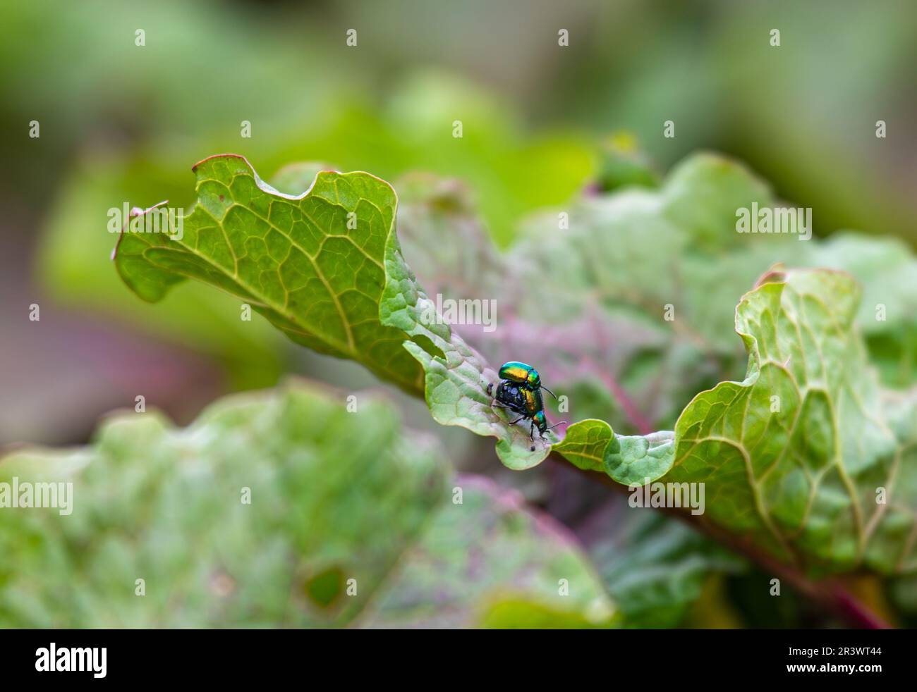Green dock beetle - Gastrophysa viridula - insect bug mating in natural ...