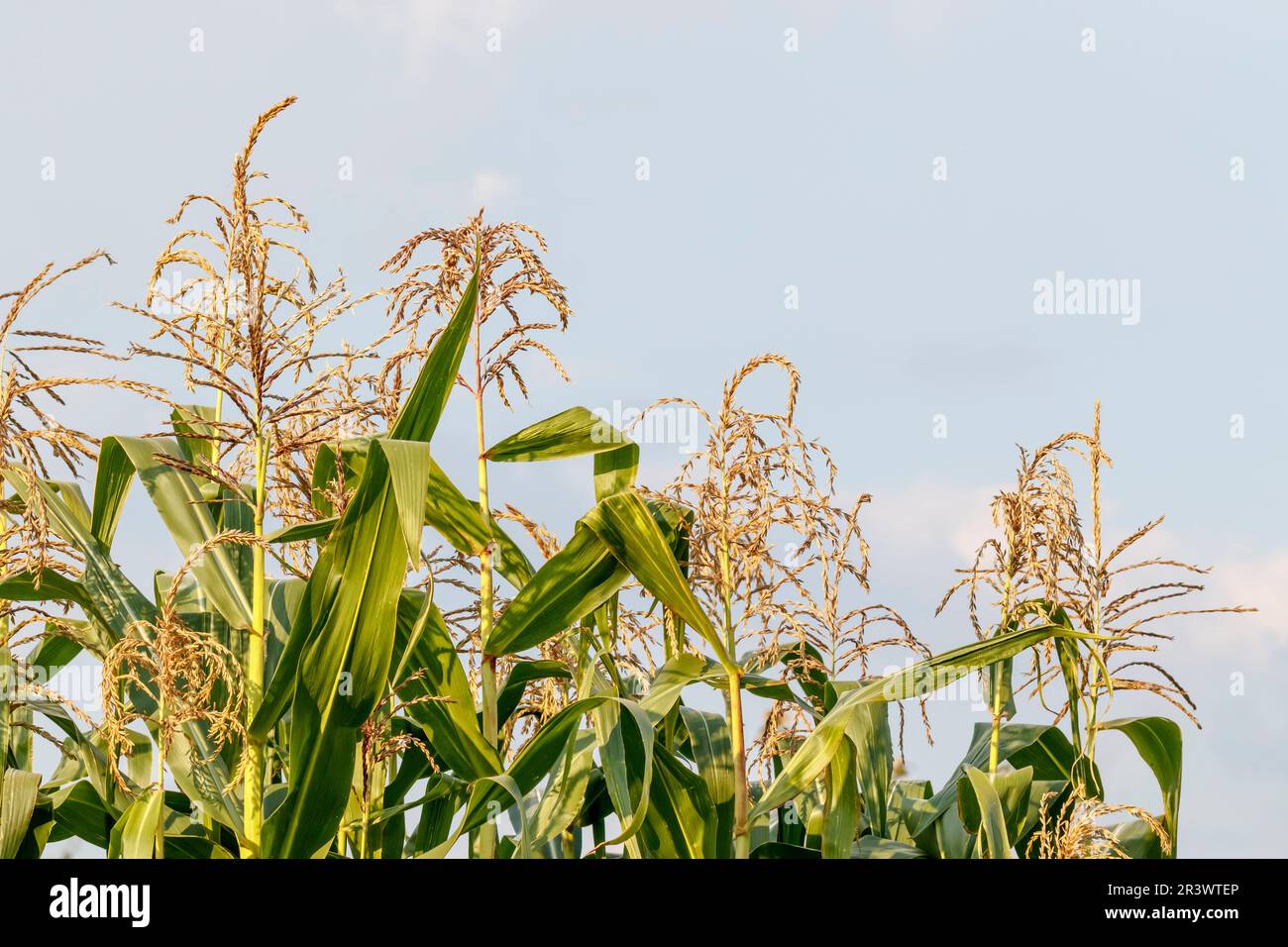 Zea mays, known as Maize, Indian corn and Sweet corn, Germany Stock ...