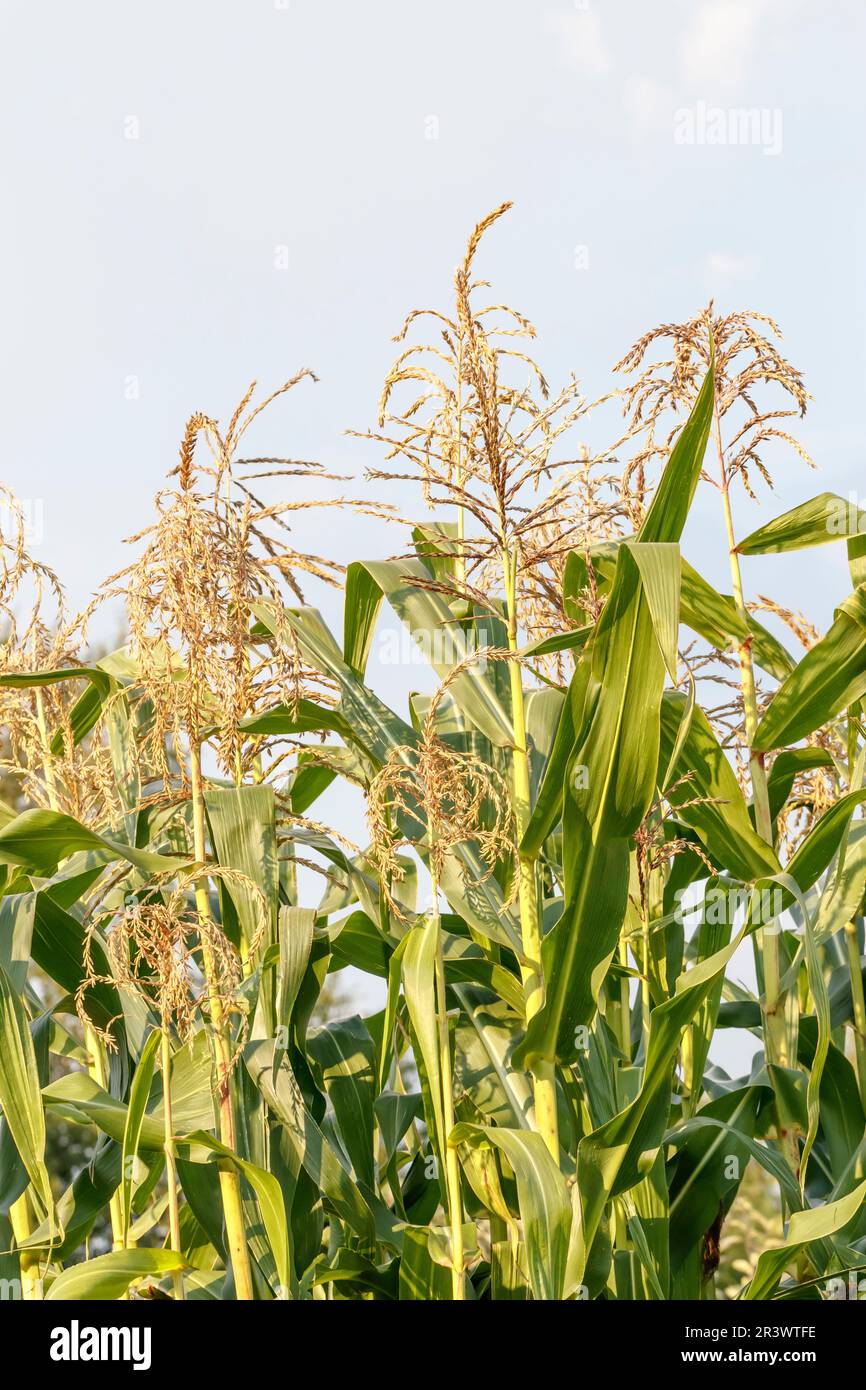 Zea mays, known as Maize, Indian corn and Sweet corn, Germany Stock ...