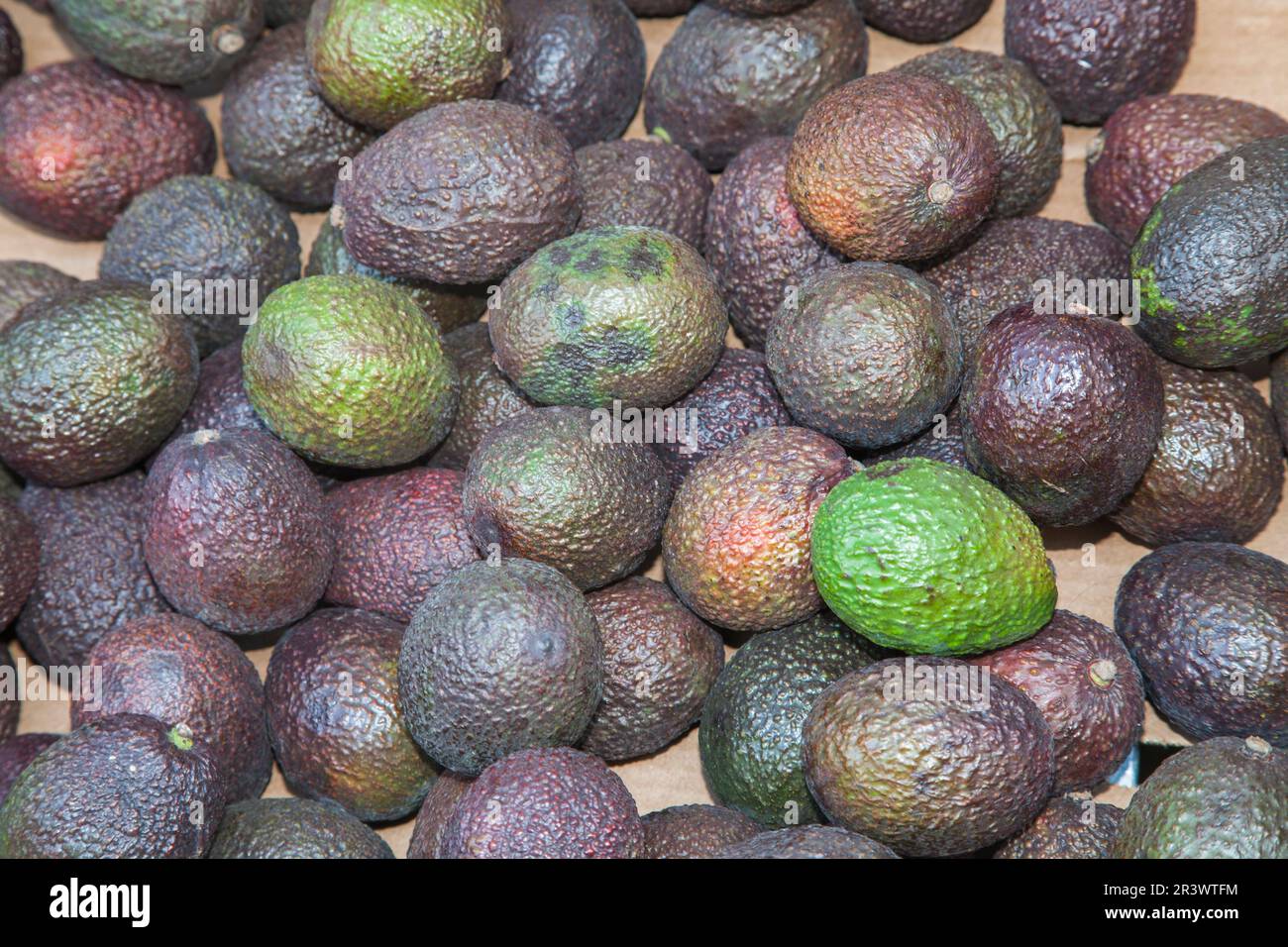 Avocado, Persea americana, Persea gratissima, known as the Alligator ...