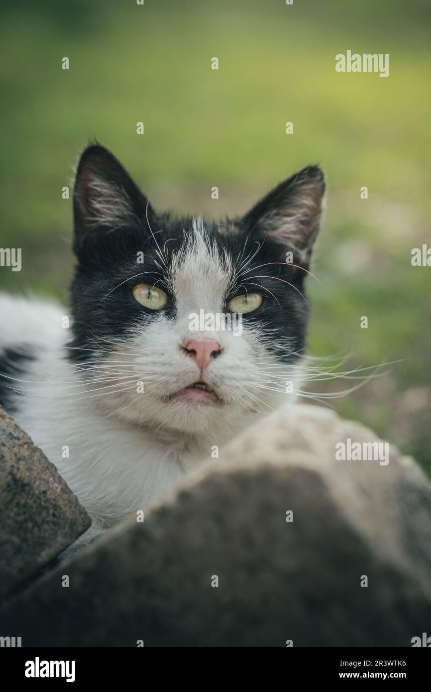 cute street cat close up Stock Photo - Alamy