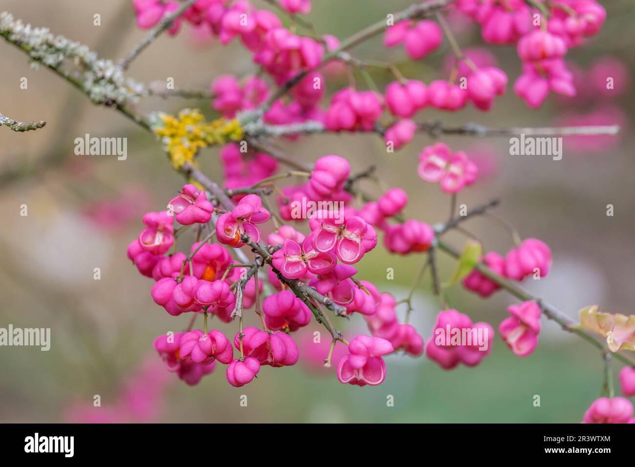 Euonymus europaeus, known as Spindle, European spindle, Common spindle ...