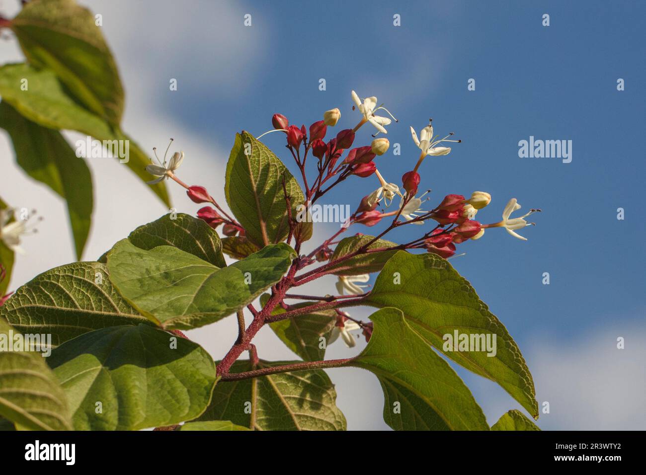 Clerodendrum trichotomum, known as the Harlequin glorybower, glorytree ...