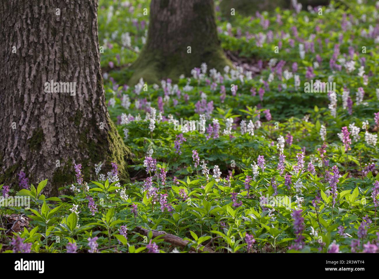 The corydalis flowers (Corydalis cava) known as Fumewort in April ...