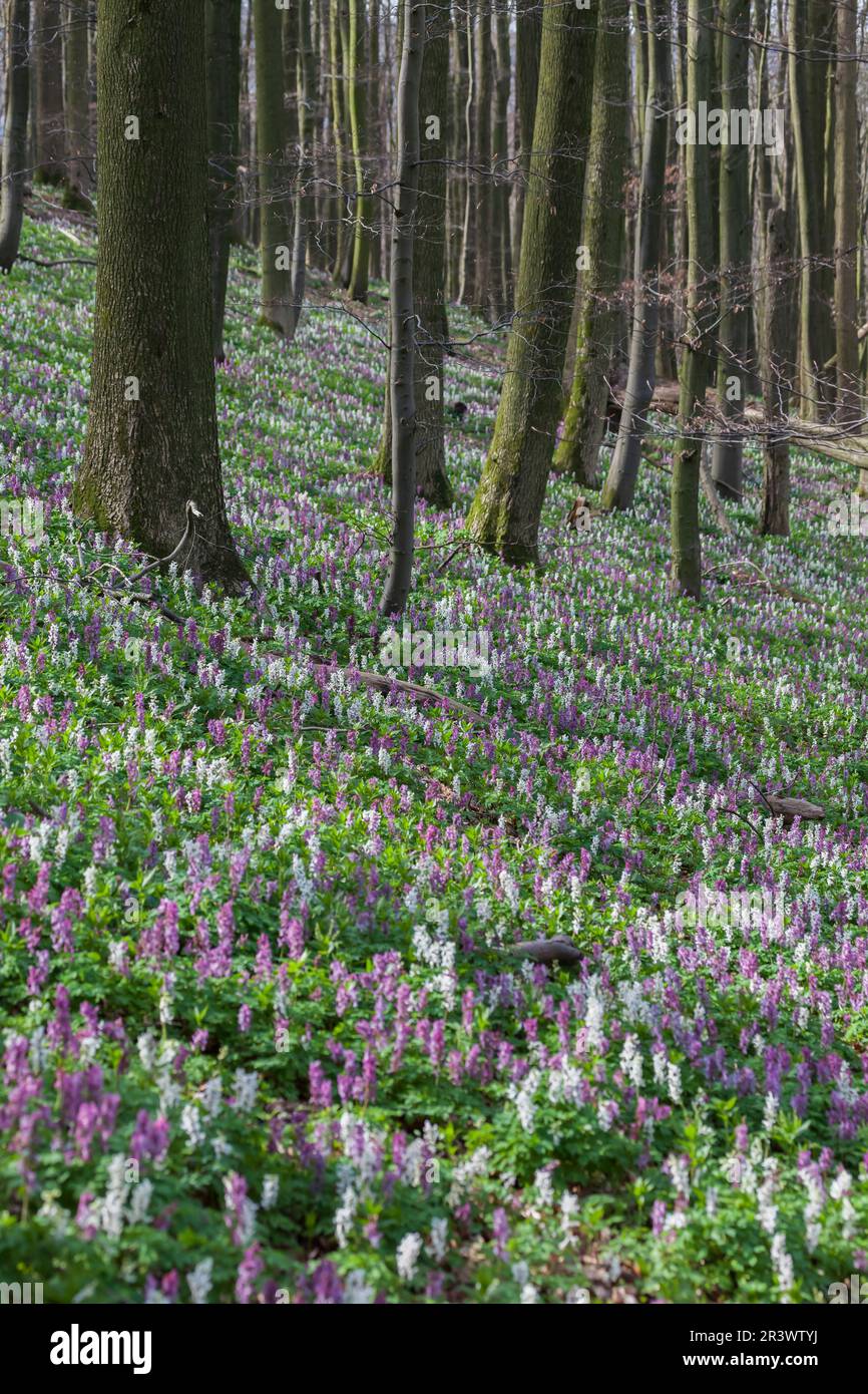 The corydalis flowers (Corydalis cava) in April at the Freeden in Bad ...