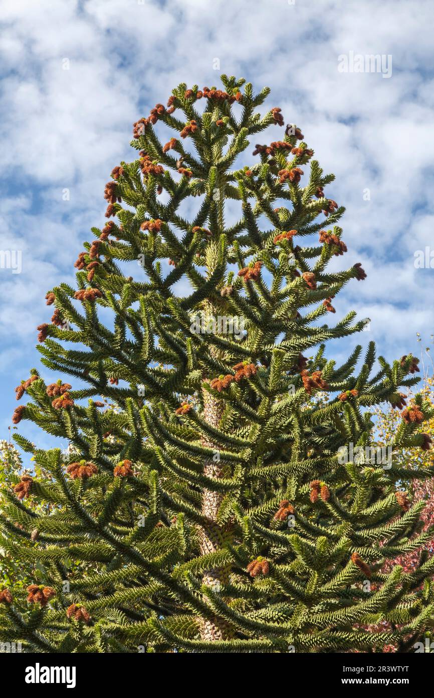 Monkey puzzle araucaria araucana trees hi-res stock photography and ...