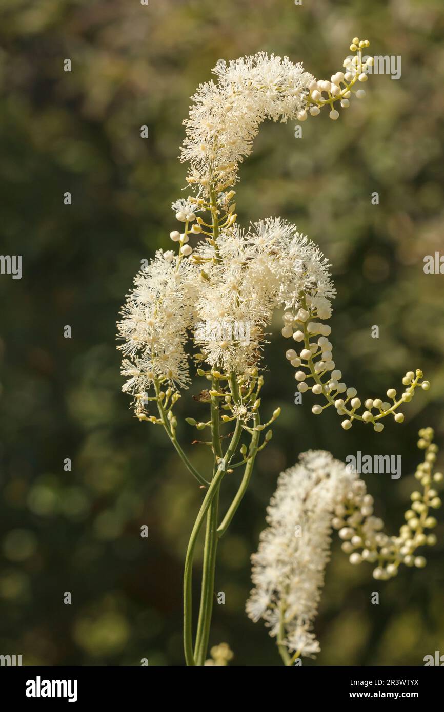 Cimicifuga racemosa, known as the Rattlesnake root, Black cohosh, Black ...