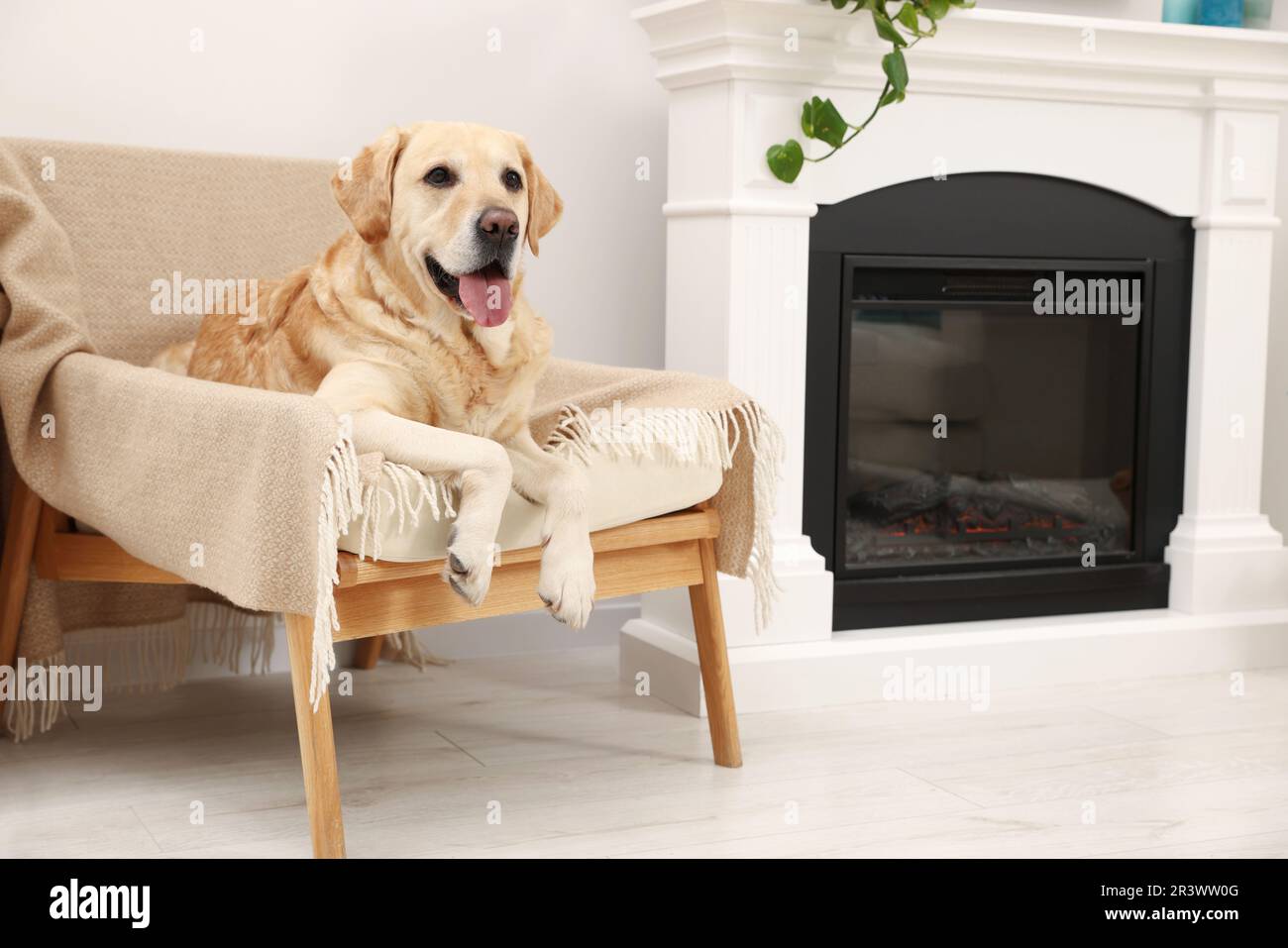Modern living room interior. Cute Golden Labrador Retriever on cozy ...