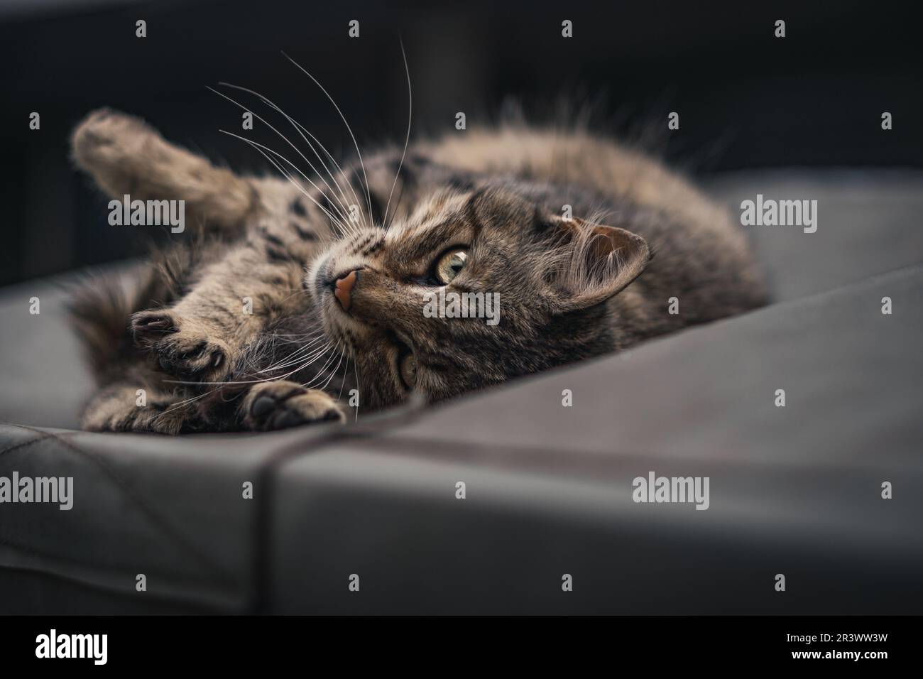 cute cat lying down Stock Photo - Alamy